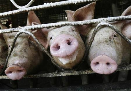 Pig DNA mapped: may help with breeding, vaccines
