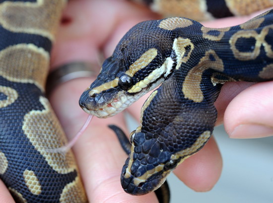 Two-headed python