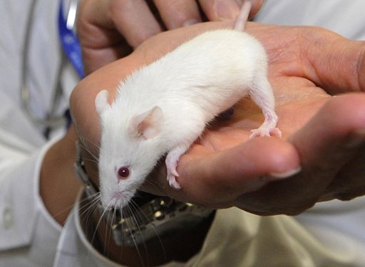 Japan researchers grow tooth in mouse kidney