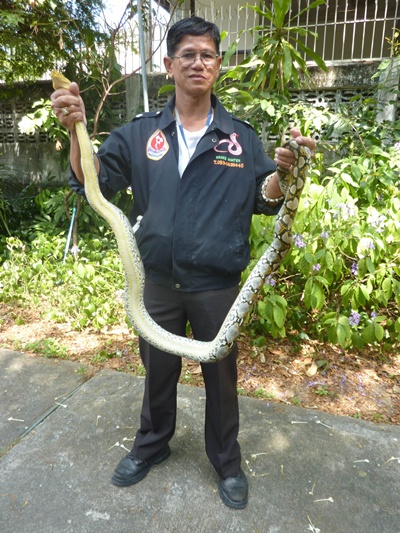 Snakes released in Indian tax office