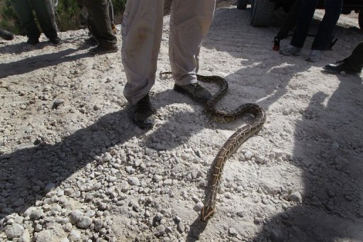 Snake fright for Australian pilot