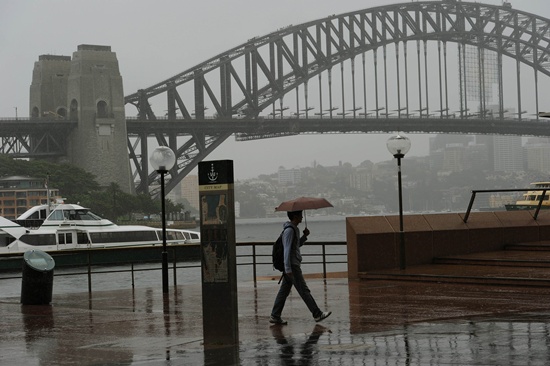 Cat hurled from Sydney bridge onto moving car