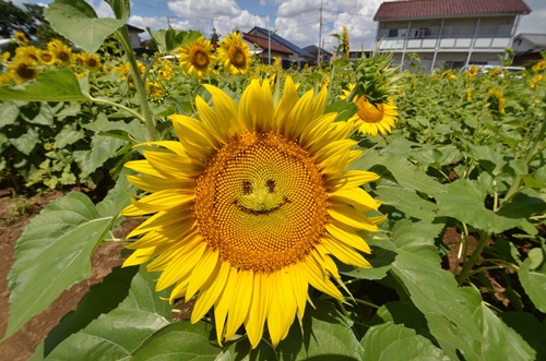 Smiling sunflower