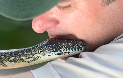 On the trail with Sydney's snake-hunter