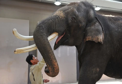 Korean elephant can imitate human speech: researchers
