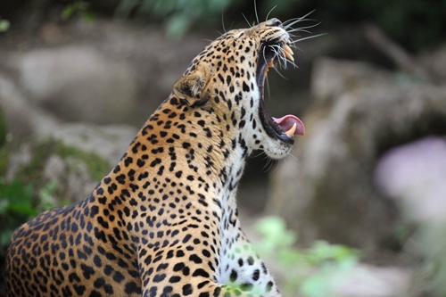 Thais hunt for killer tiger after second deadly attack