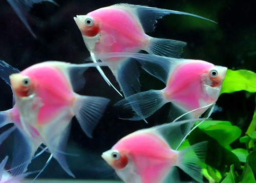 Bisexual fish boost mating chances: study