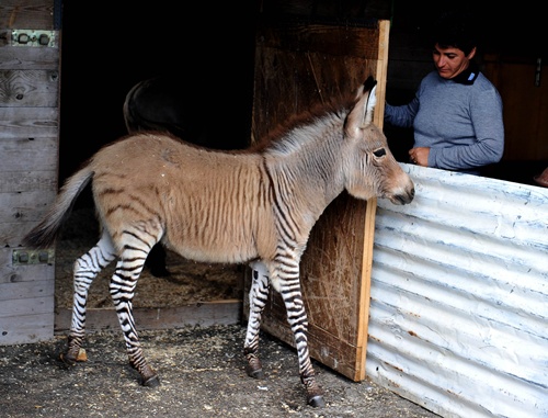 Zonkey