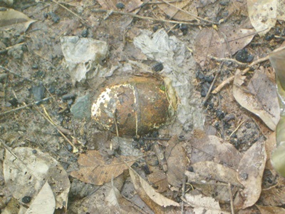 พบลูกเกลี้ยง M26 A1 สภาพเก่าฝังดินในสวนยาง