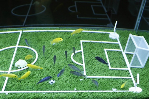 Photo Gallery Fish soccer match