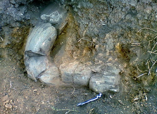 Well-preserved mammoth