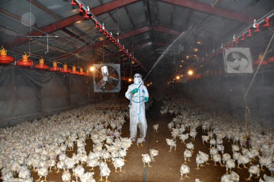 'Low risk' bird flu identified at British farm