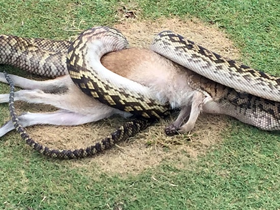 Python eats wallaby on Australian golf course
