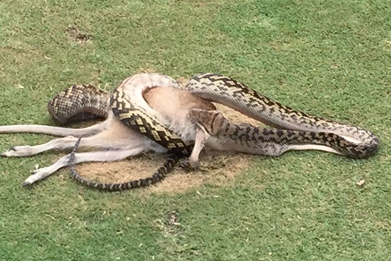Rare death from snake bite in Australian home