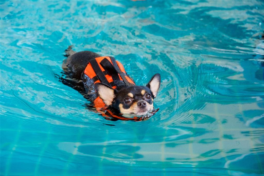 “PET CLUB” สวรรค์สัตว์เลี้ยง จัดเต็มทุกบริการเอาใจดุจเซเลบ