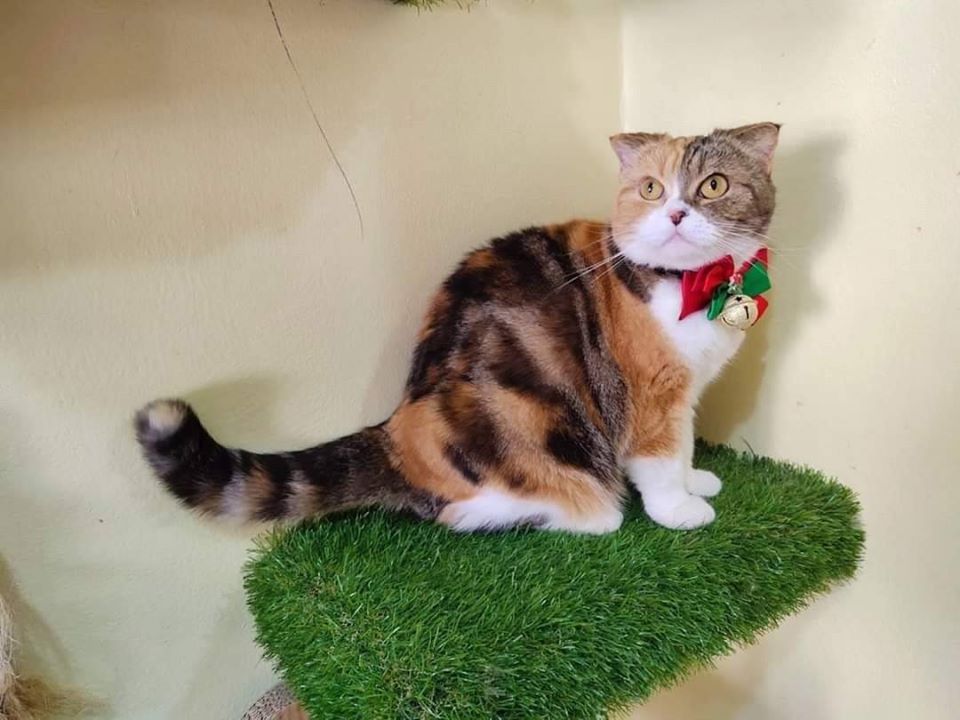 Cat Human Cafe คาเฟ่น้องเหมียว ประกาศหาบ้าน 40 ตัว เจ้าของยกเลิกกิจการ ...