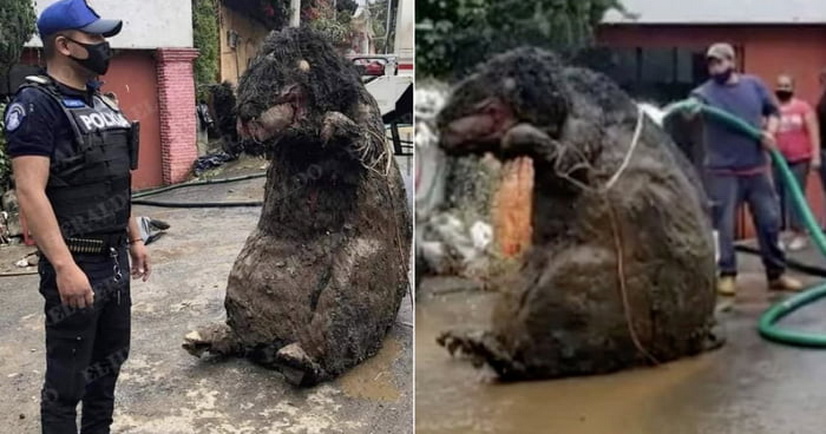 In Pics: แทบช็อก! จนท.เทศบาลเม็กซิโกล้างท่อเจอ ‘หนูยักษ์’ ที่แท้แค่พร็ ...