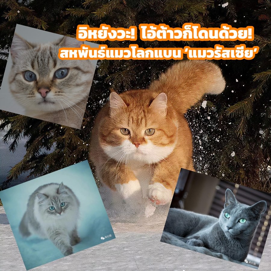 ไอ้ต้าวเดือดร้อน! ทาสแมวจีนโวยสหพันธ์แมวนานาชาติแบน “แมวรัสเซีย” เซ่นปม ...