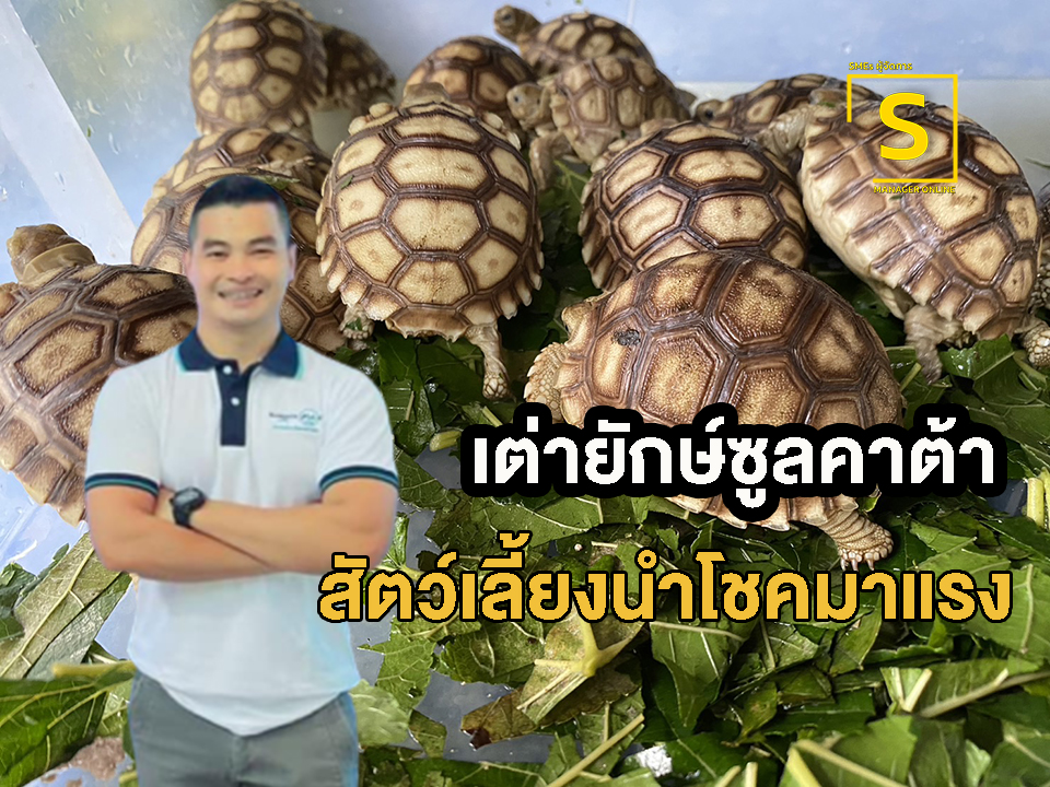 “เต่ายักษ์ซูลคาต้า” สัตว์เลี้ยงมาแรง ความเชื่อนำพาความร่ำรวย ลายกระดอง ...