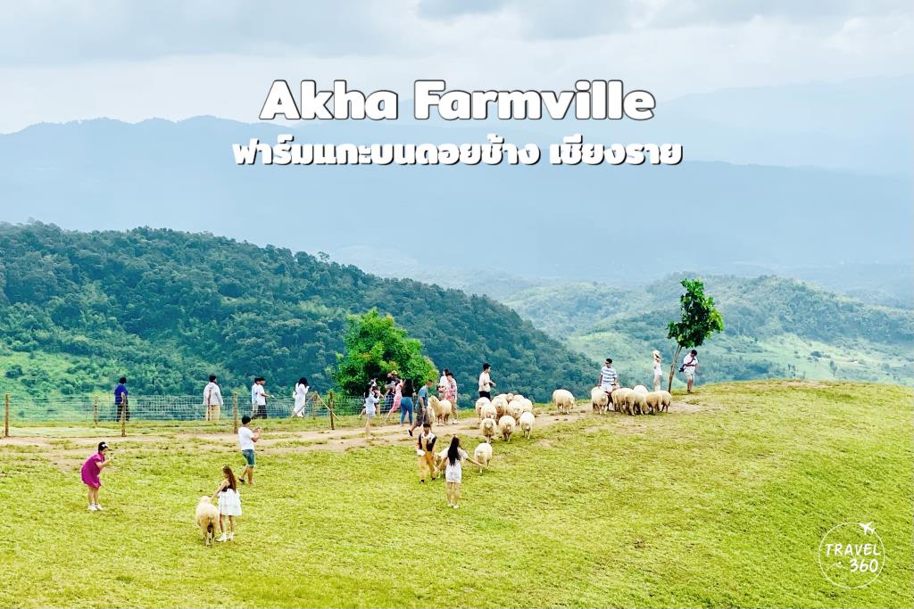 ไปกอดน้องแกะขนปุยที่ "Akha Farmville" ฟาร์มแกะสุดชิลบนดอยช้าง เชียงราย
