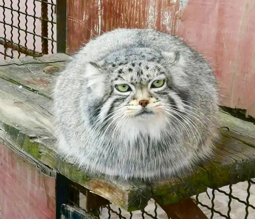 แมวเซเลบ ‘ซุนซือเมี่ยว’ กินไก่ติดคอดับกลับดาวแมว ชาวเน็ตจีนหลายล้าน ...