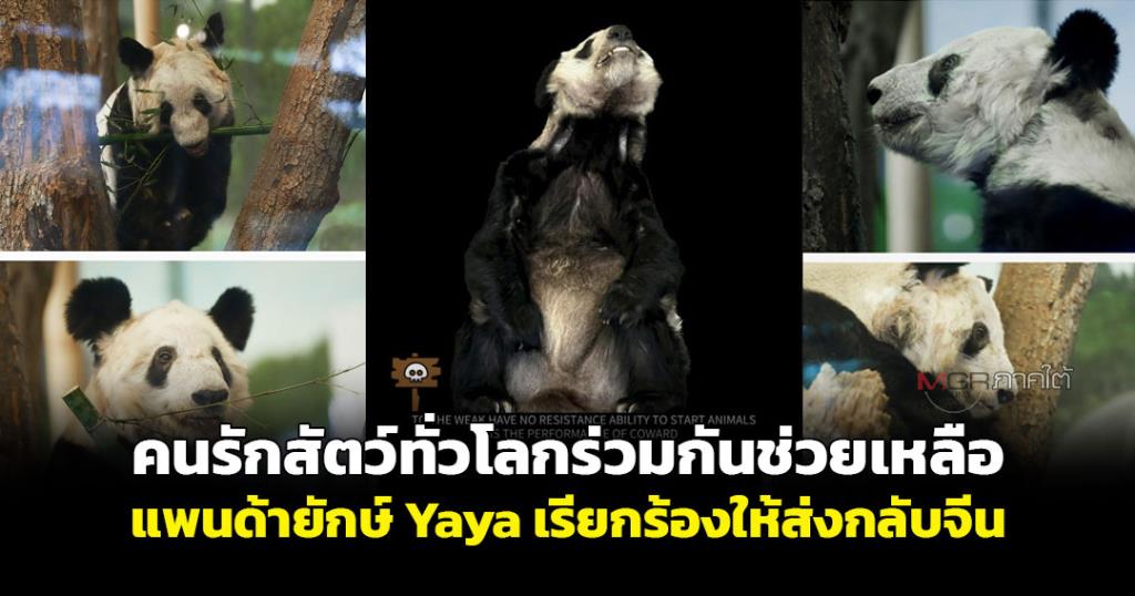 คนรักสัตว์ทั่วโลกร่วมกันช่วยเหลือแพนด้ายักษ์ Yaya เรียกร้องให้ส่งกลับจีน