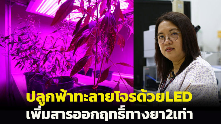 เจ๋ง! นักวิทย์ซินโครตรอนศึกษาปลูกฟ้าทะลายโจรด้วย LED พบเพิ่มสารออกฤทธิ์ทางยา 2 เท่า