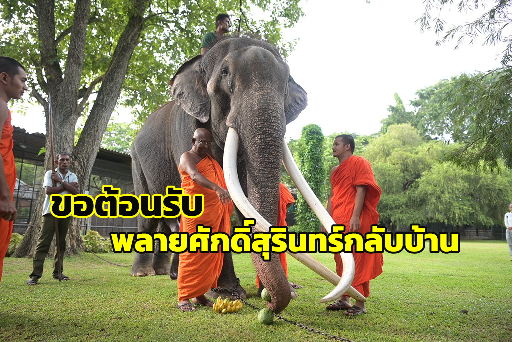 ย้อนรอย พลายศักดิ์สุรินทร์” ช้างประวัติศาสตร์โลก กว่า 20 ปี จากศรีลังกากลับคืนสู่บ้านเกิดเมืองไทย