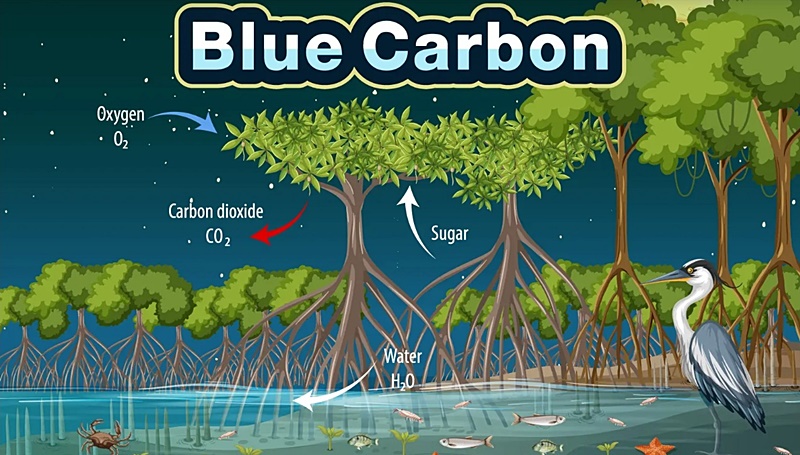 รู้แค่ไหน! Blue Carbon - Green Carbon แหล่งดูดซับคาร์บอนโอบอุ้มโลก