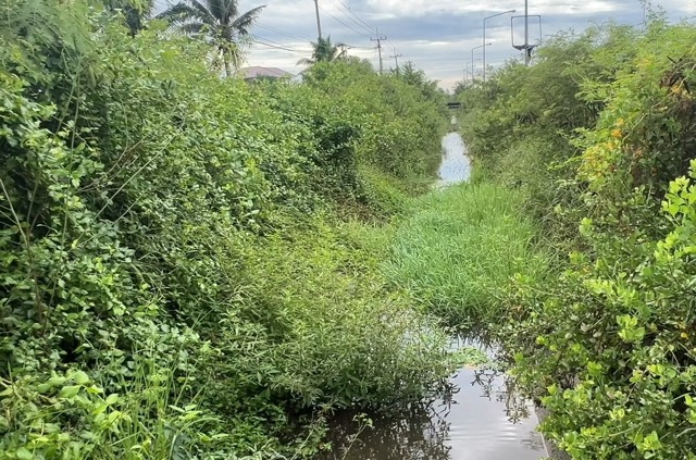 Phetchaburi Governor Reveals Black Chin Fish Infestation Issues ...