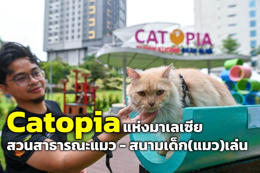 “Catopia” สวนสาธารณะแมว - สนามเด็ก(แมว)เล่น แห่งมาเลเซีย