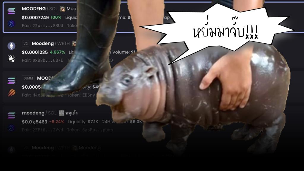 กระแสหมูเด้งแรงเกินควบคุม พบเหรียญมีม "MOODENG" บน SOL และ ETH ขึ้น ...