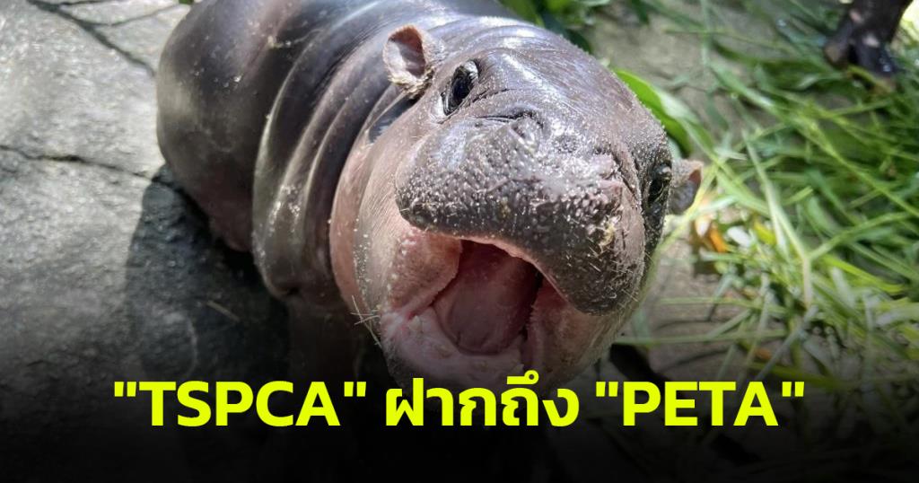 "TSPCA" ฝากถึง "PETA" ยังคร่ำครึวิธีบอยคอตชาติอื่น ติงยังขาดข้อมูลรอบด้านเรื่อง "หมูเด้ง"