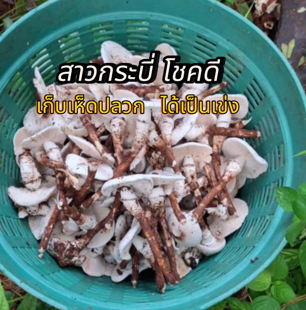 สาวกระบี่โชคดีพบเห็ดปลวก อาหารชั้นเลิศมากถึง 8 กิโล ขายได้ราคาดี 180 ...