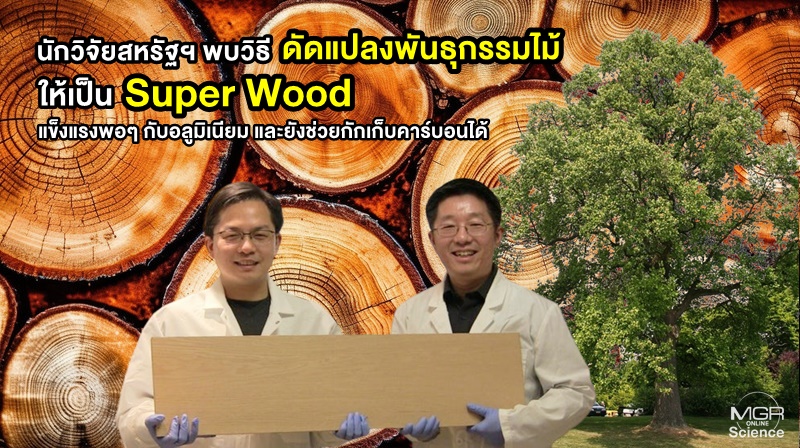 นักวิจัยสหรัฐฯ พบวิธีดัดแปลงพันธุกรรมไม้ ให้เป็น Super Wood แข็งแรงพอๆ ...