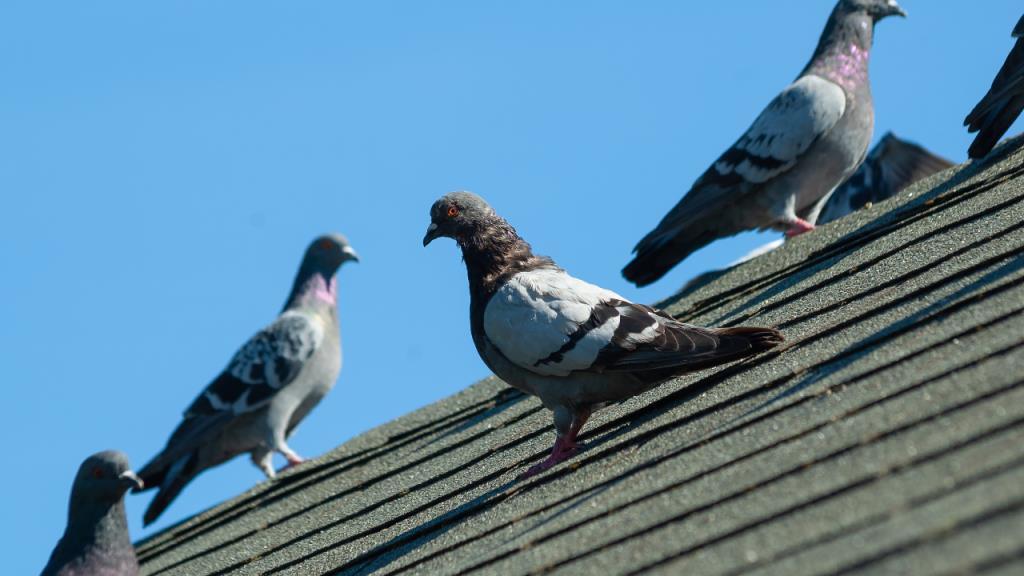 ภัยเงียบ!! ยายวัย 84 ป่วยโรคเชื้อราในปอด เหตุชอบล้างมูลนกพิราบด้วยตัวเอง