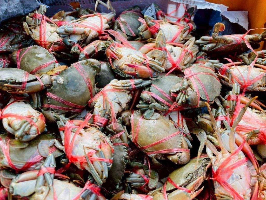 เกษตรกรเพชรบุรี เพาะเลี้ยง “ปูทะเล” สัตว์น้ำเศรษฐกิจ เพิ่มความมั่นคงทาง ...